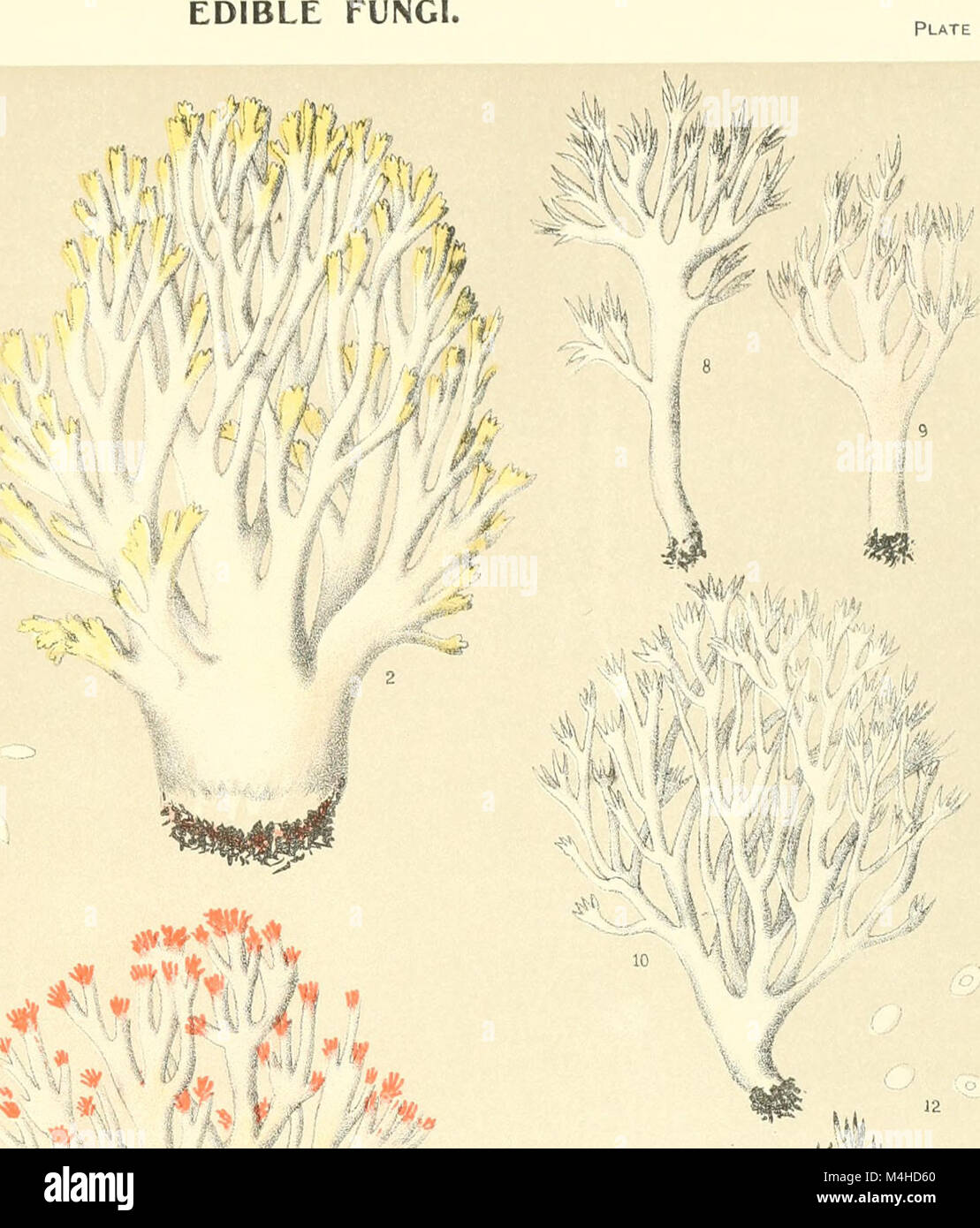 This series of annual reports from the State Botanist of New York ...