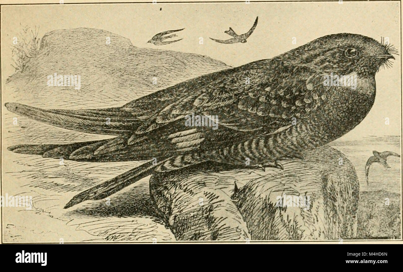 This 1904 annual report, submitted by the State Entomologist of ...