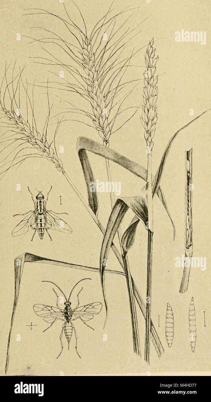 The 1905 annual report from the State Entomologist of Minnesota ...