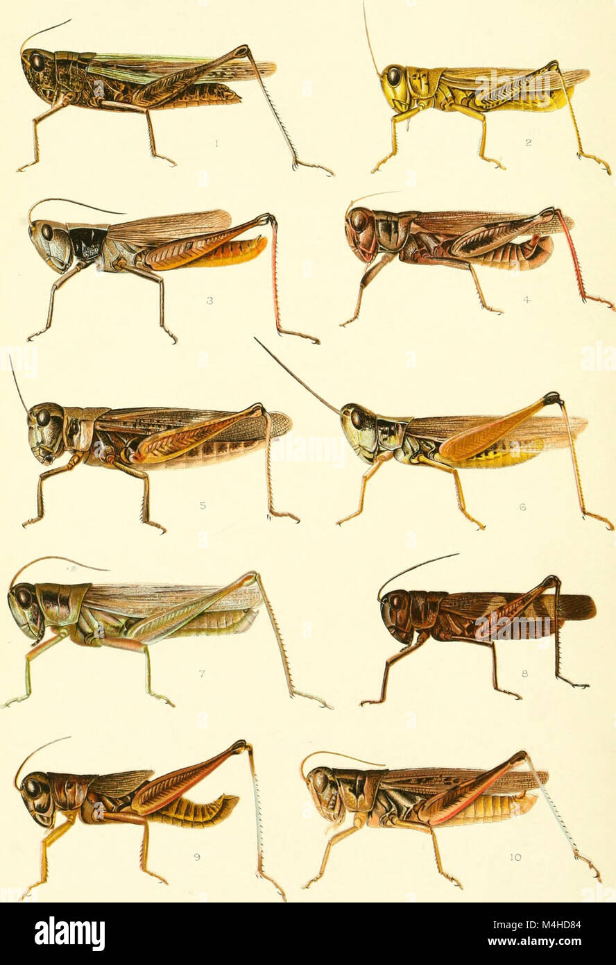 The 1912 annual report of the State Entomologist of Minnesota outlines ...