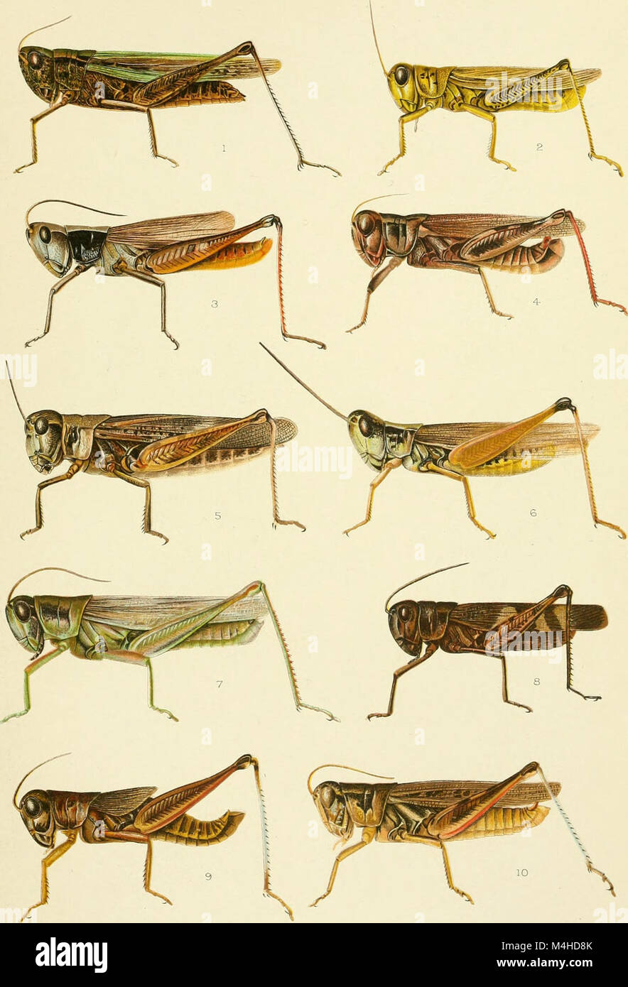 The 1914 report from the State Entomologist of Minnesota, detailing the ...