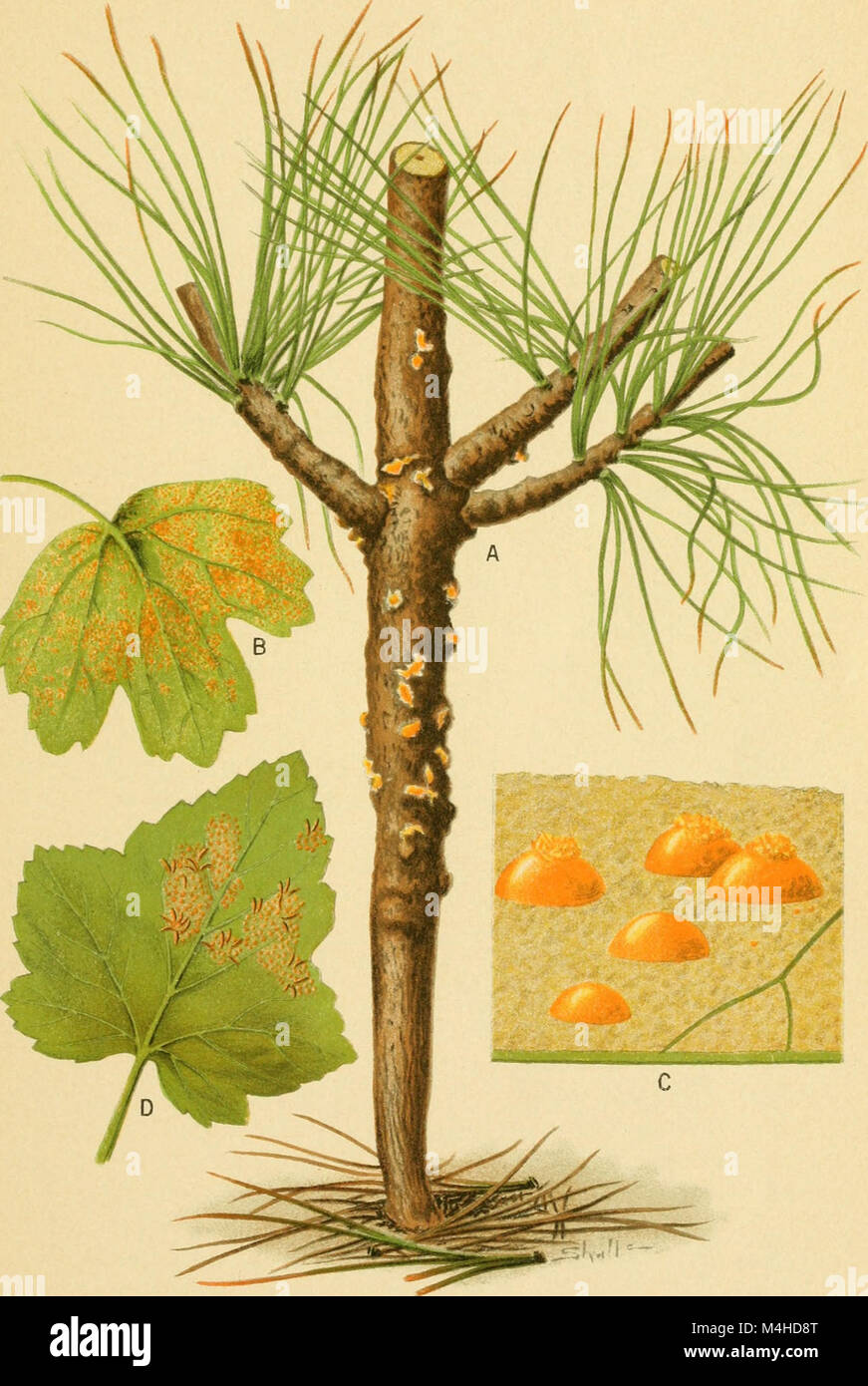 The 1916 report from the State Entomologist of Minnesota outlines the ...