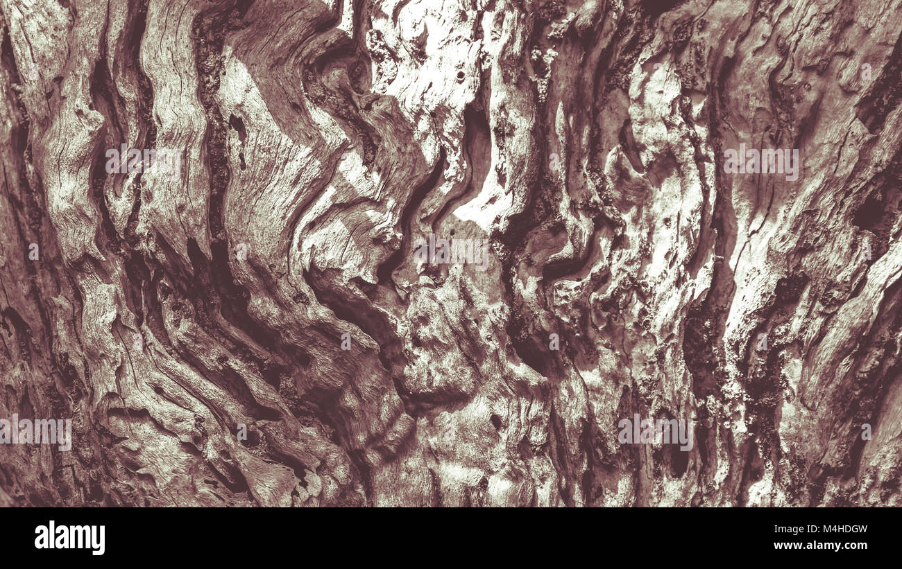 Macro of a bark of olive tree Stock Photo - Alamy