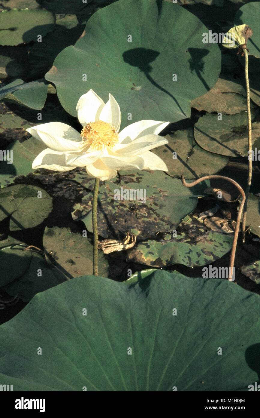 1985 lotus hi-res stock photography and images - Alamy