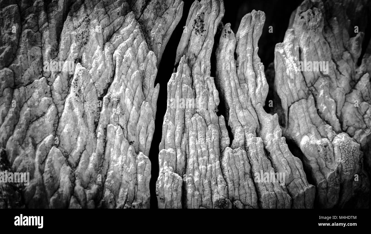 Olive wood fruit Black and White Stock Photos & Images - Alamy