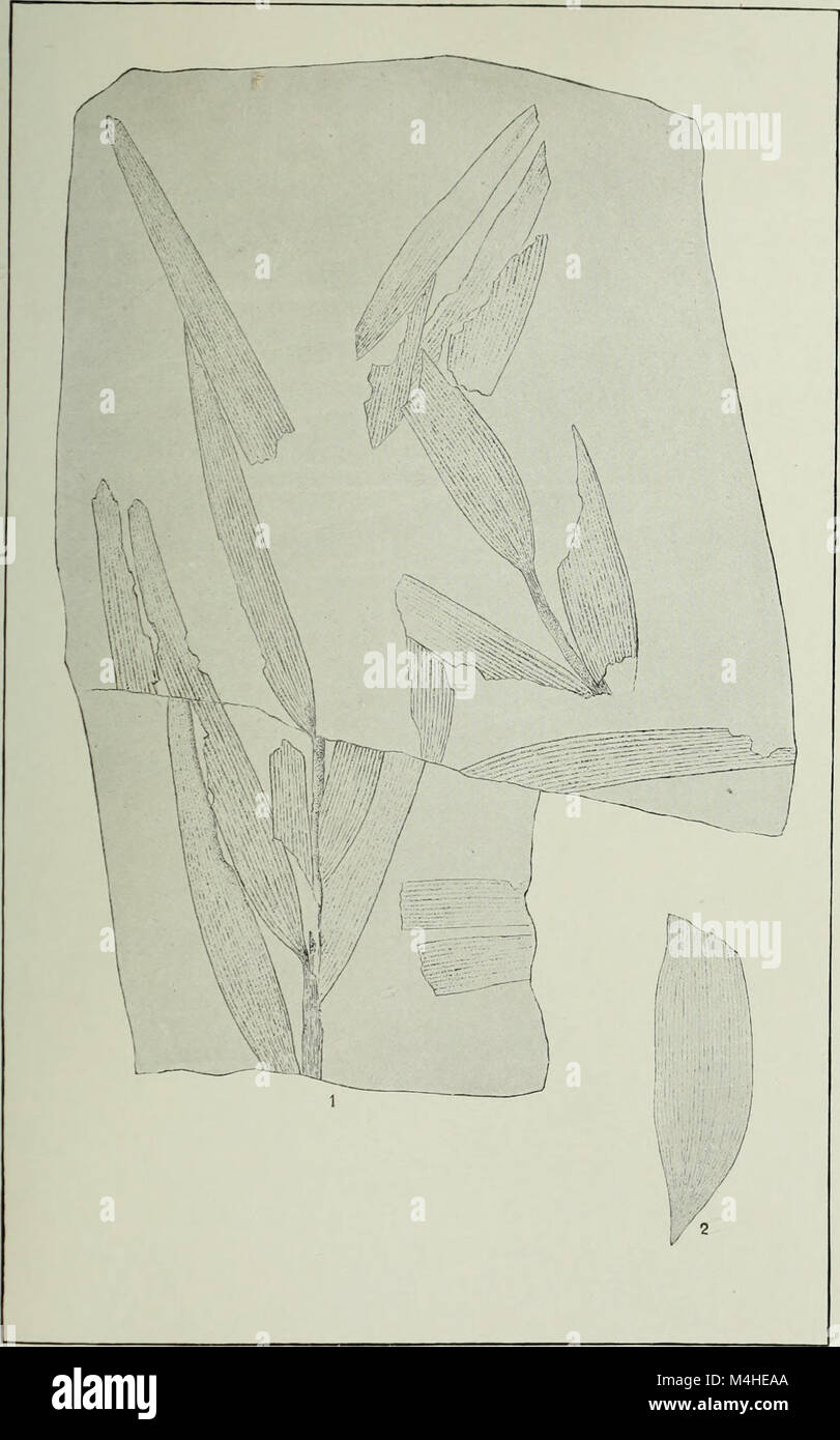 The 1898 Annual Report of the United States Geological Survey outlines ...