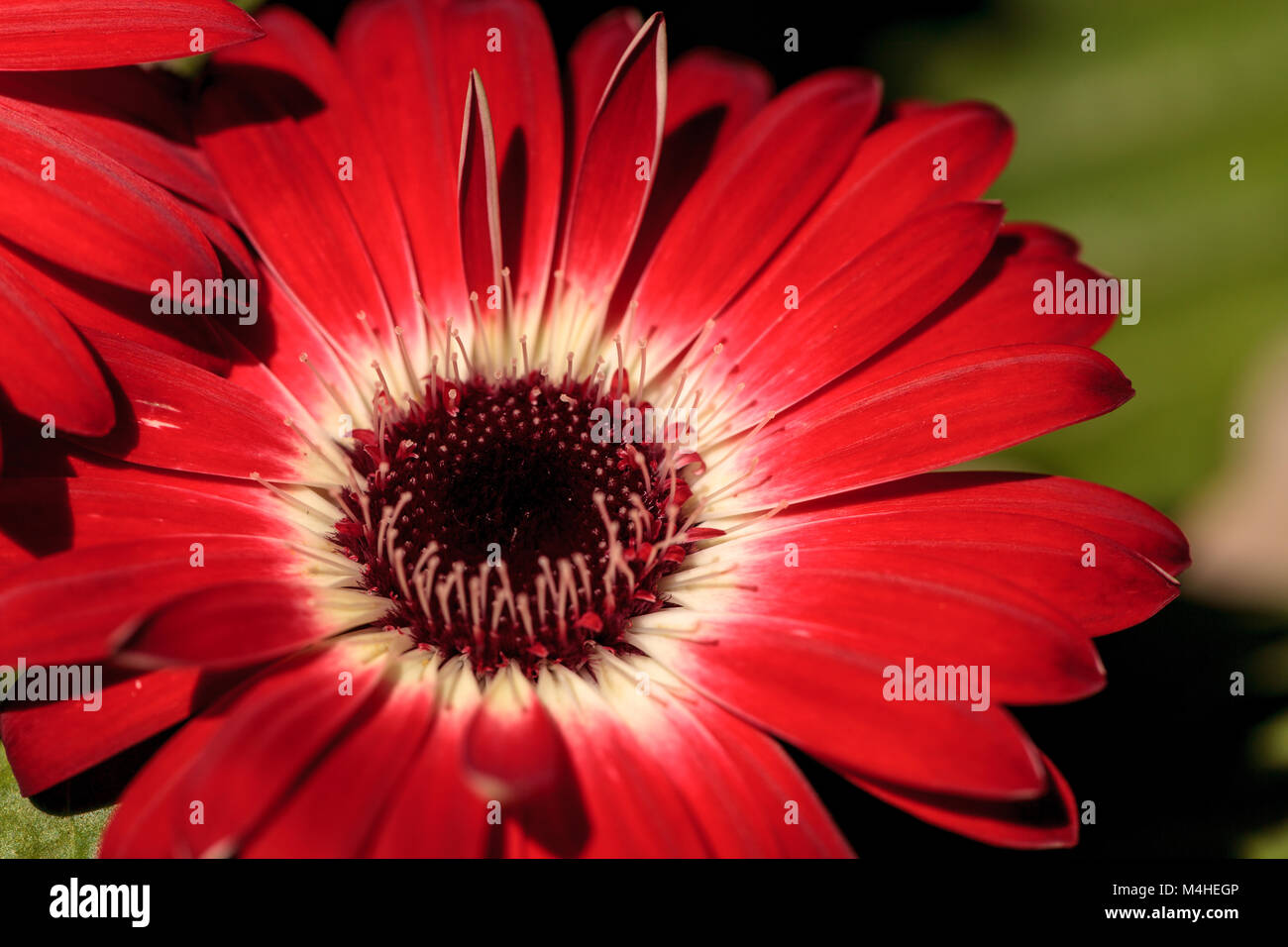 Red happy hi-res stock photography and images - Alamy