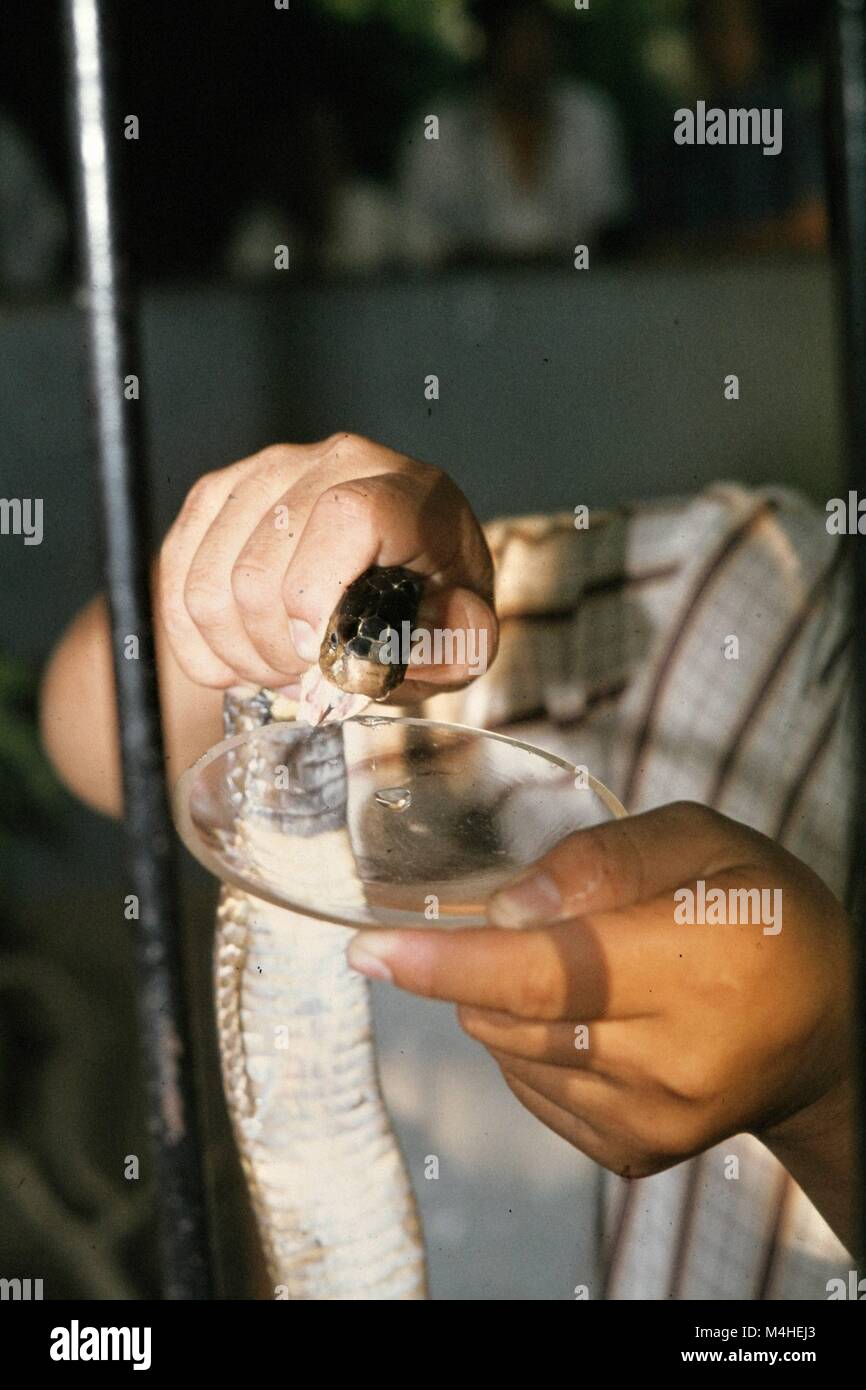 Snake venom milking hi-res stock photography and images - Alamy