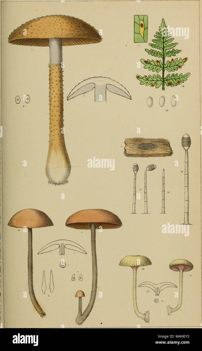 This 1870 report provides a detailed overview of the research and ...