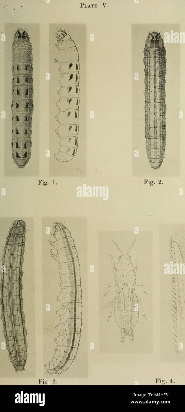 This 1887 report provides an overview of the noxious insects affecting ...