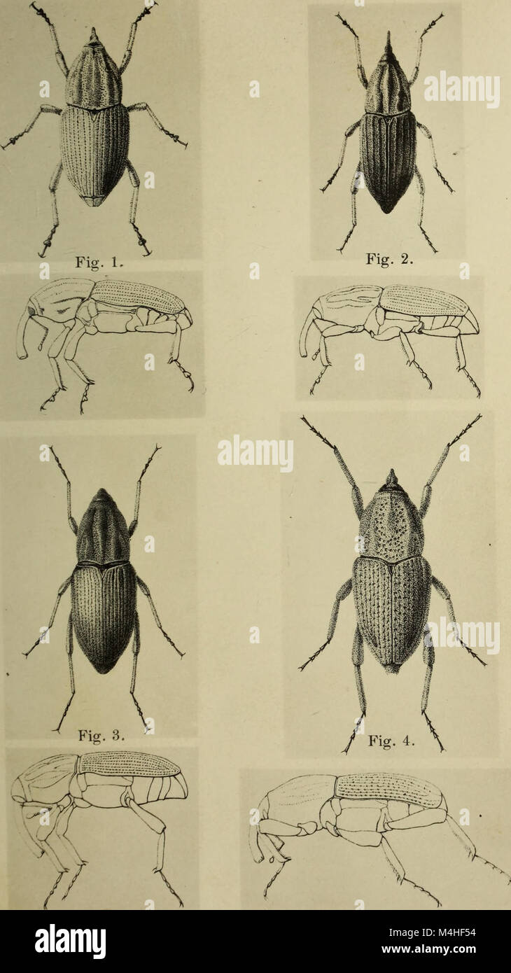 The 1887 annual report on noxious insects in Illinois provides an ...