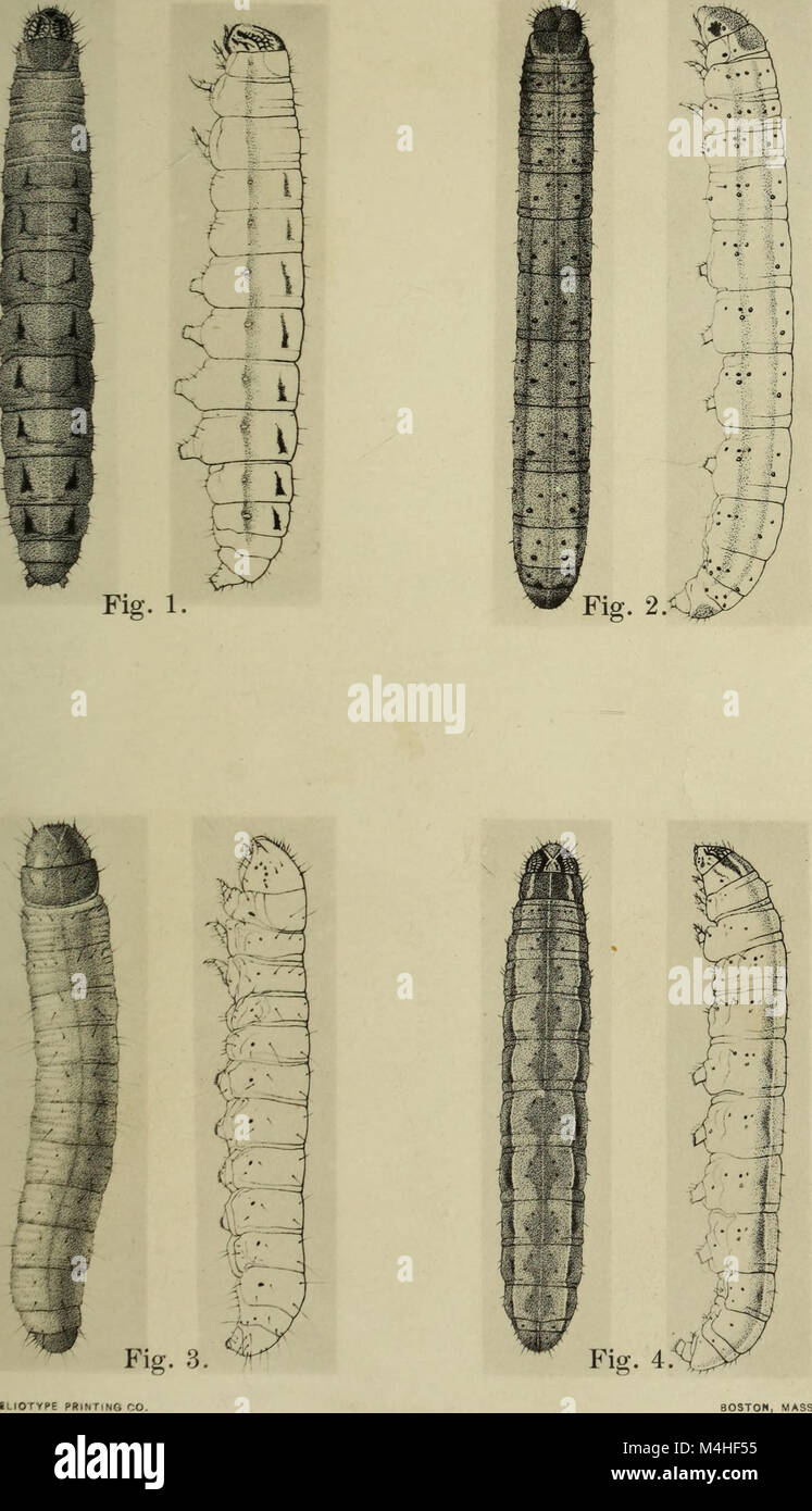 Annual report on the noxious insects of the State of Illinois (1887 ...