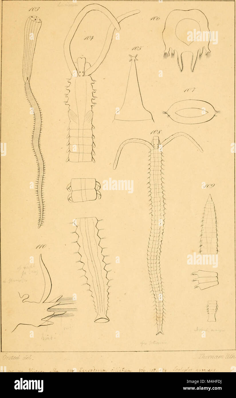 Conspectus High Resolution Stock Photography and Images - Alamy