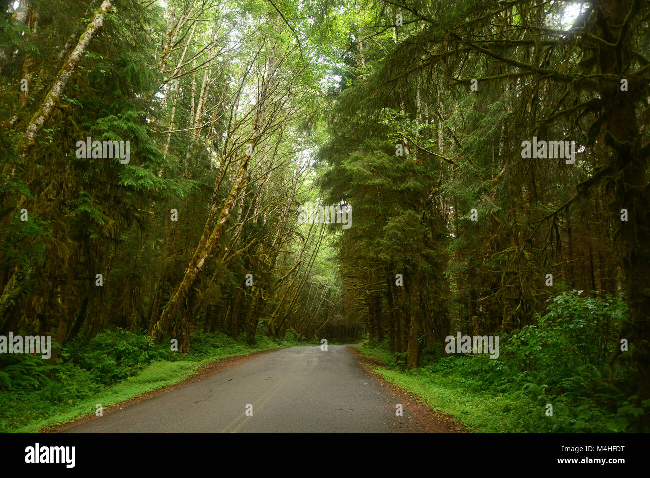 Winding Street through a magical rainy forest in Washington State USA ...