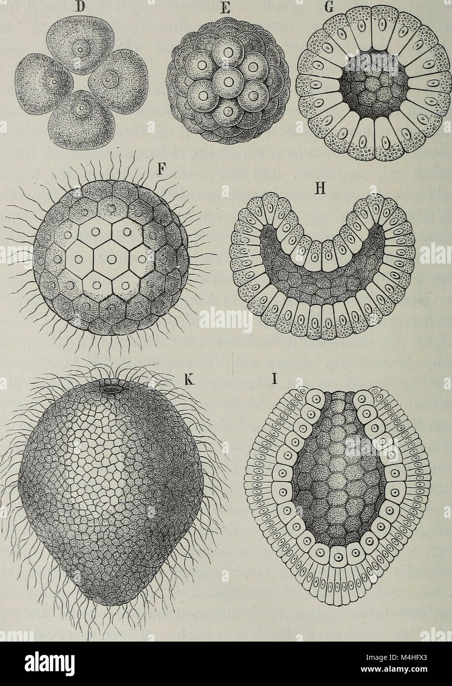 This German work from 1910 explores human evolution, focusing on the ...