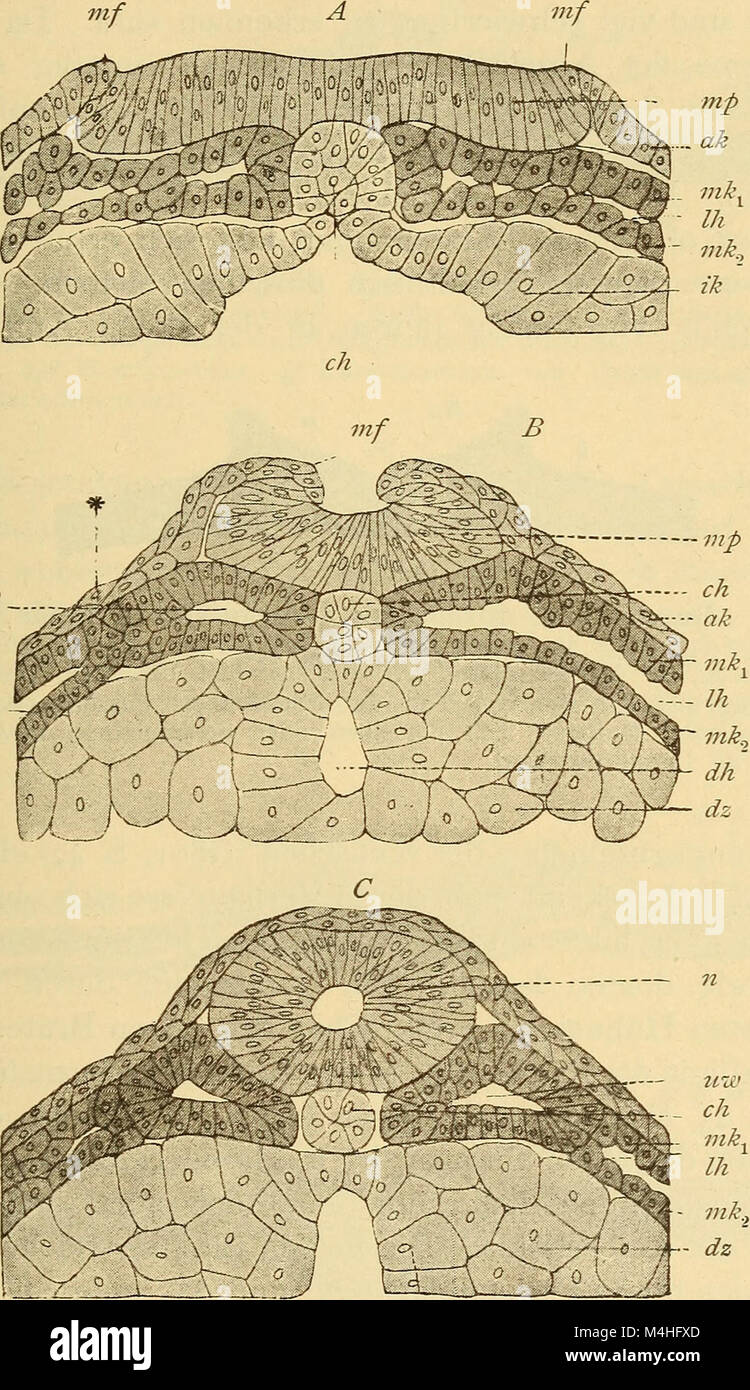 This 1910 work on anthropogenesis explores the development and ...