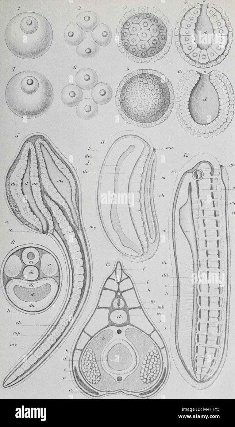 This 1910 work on anthropology provides a detailed history of human ...