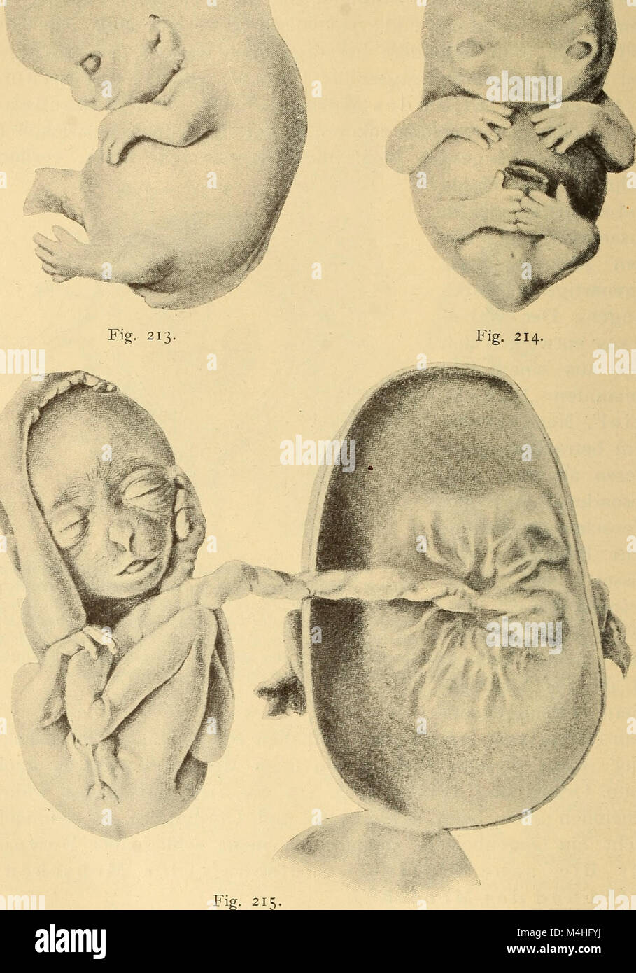 Modern human homo sapiens hi-res stock photography and images - Alamy