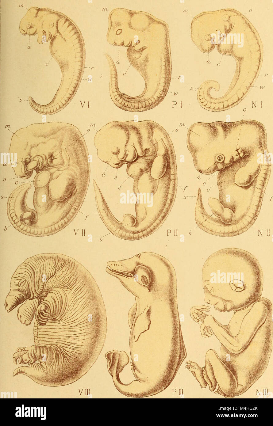 Homo sapiens neanderthalensis hi-res stock photography and images - Alamy