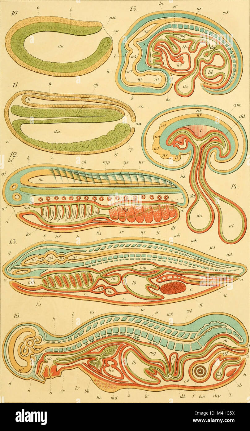 'Anthropogenie' (1891) by Ernst Haeckel is a detailed study on human ...
