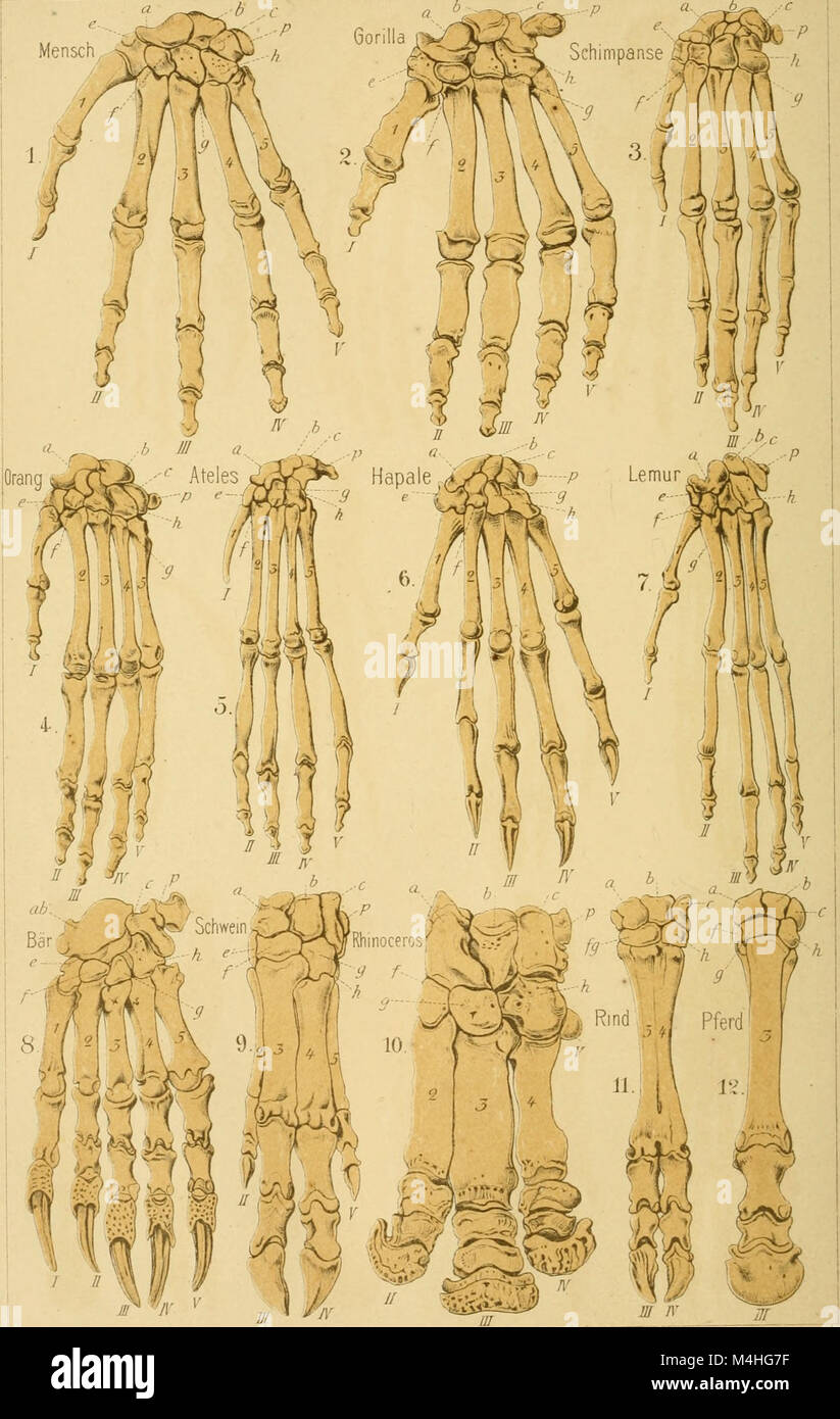 Human embryonic development from hi-res stock photography and images ...