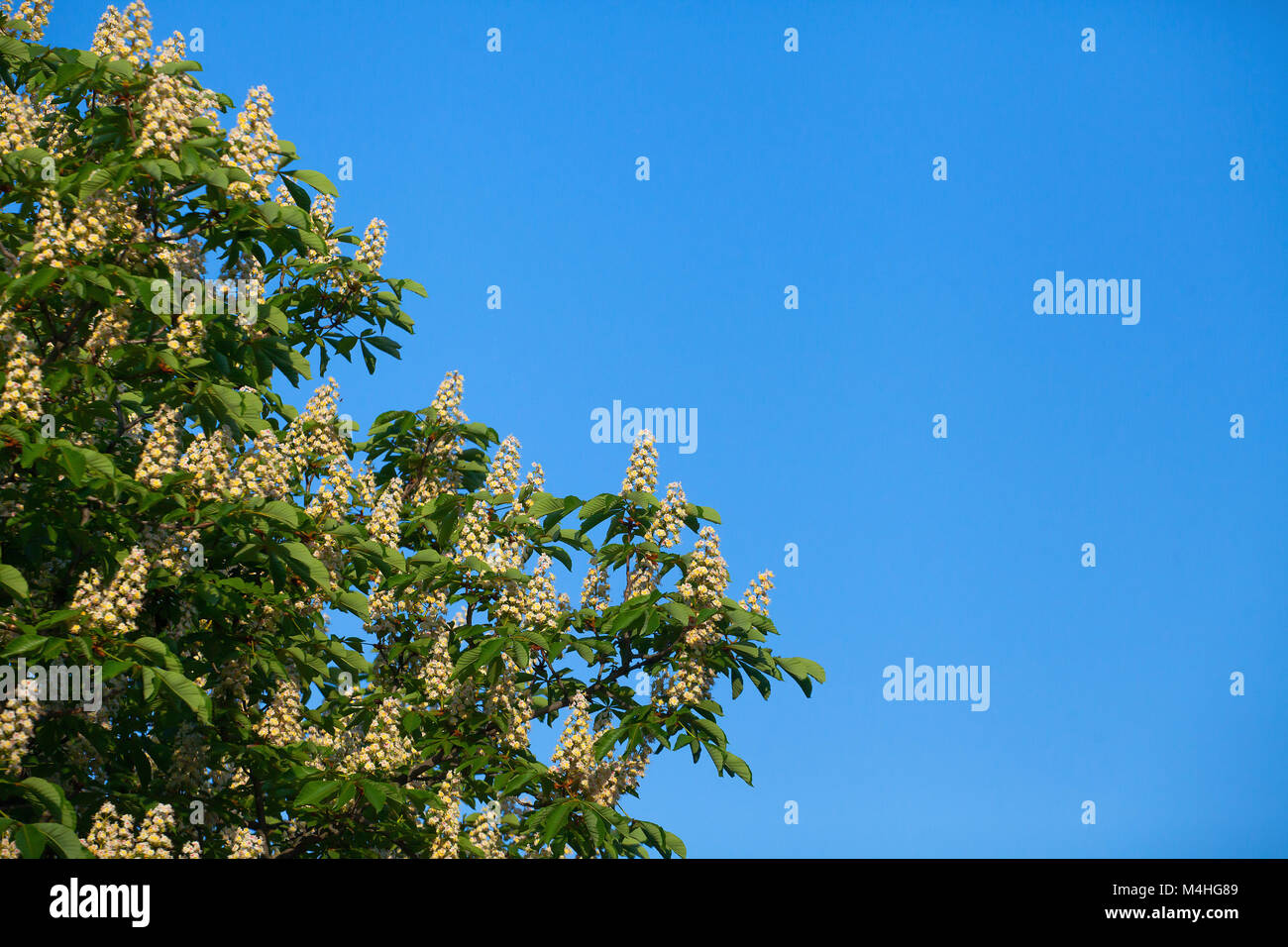 White cloud the horse hi-res stock photography and images - Alamy