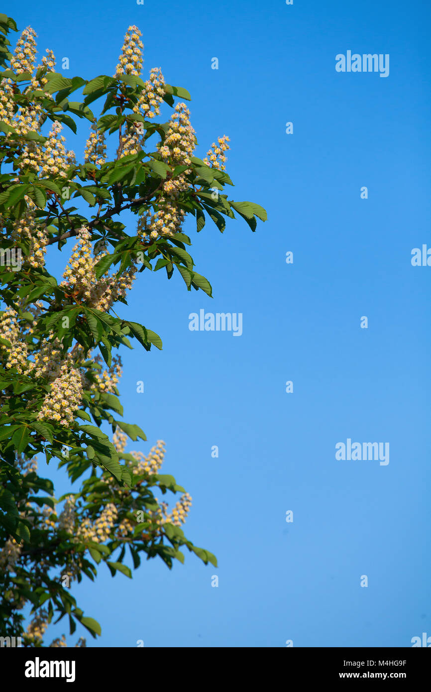 Blooming white chestnut against the blue sky with a cloud Stock Photo ...