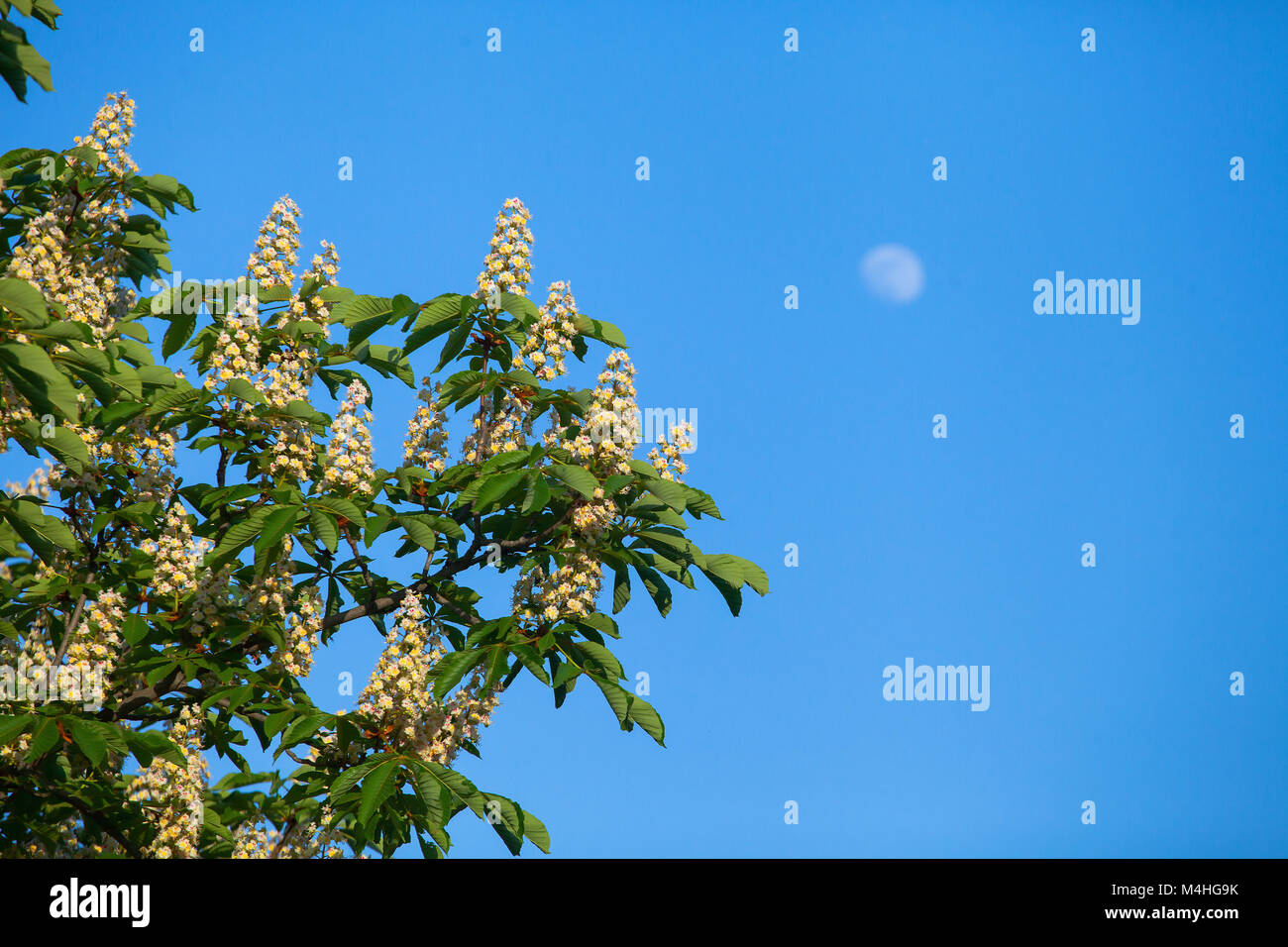 Blooming white chestnut against the blue sky with a cloud Stock Photo ...