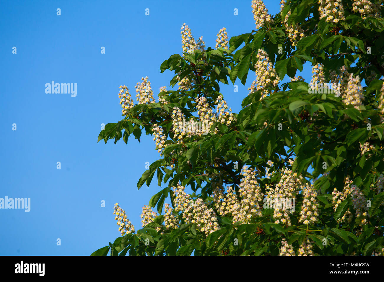 Blooming white chestnut against the blue sky with a cloud Stock Photo ...