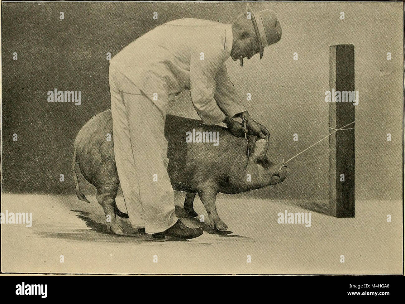 This 1913 photograph depicts the anti-hog cholera serum plant in ...