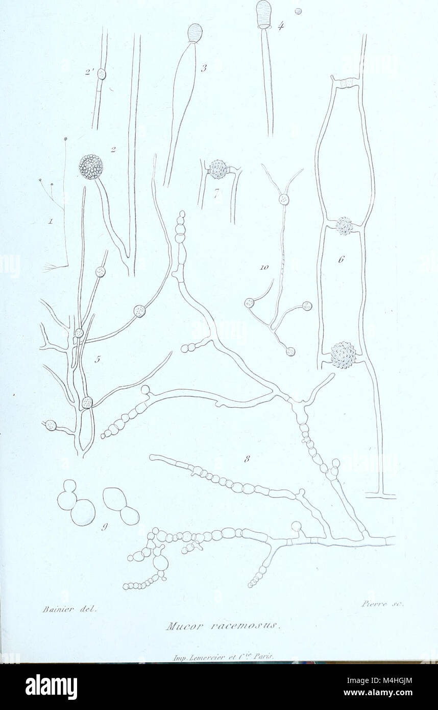 The 1883 'Annales des Sciences Naturelles Botaniques' publishes botanical research on plant ...