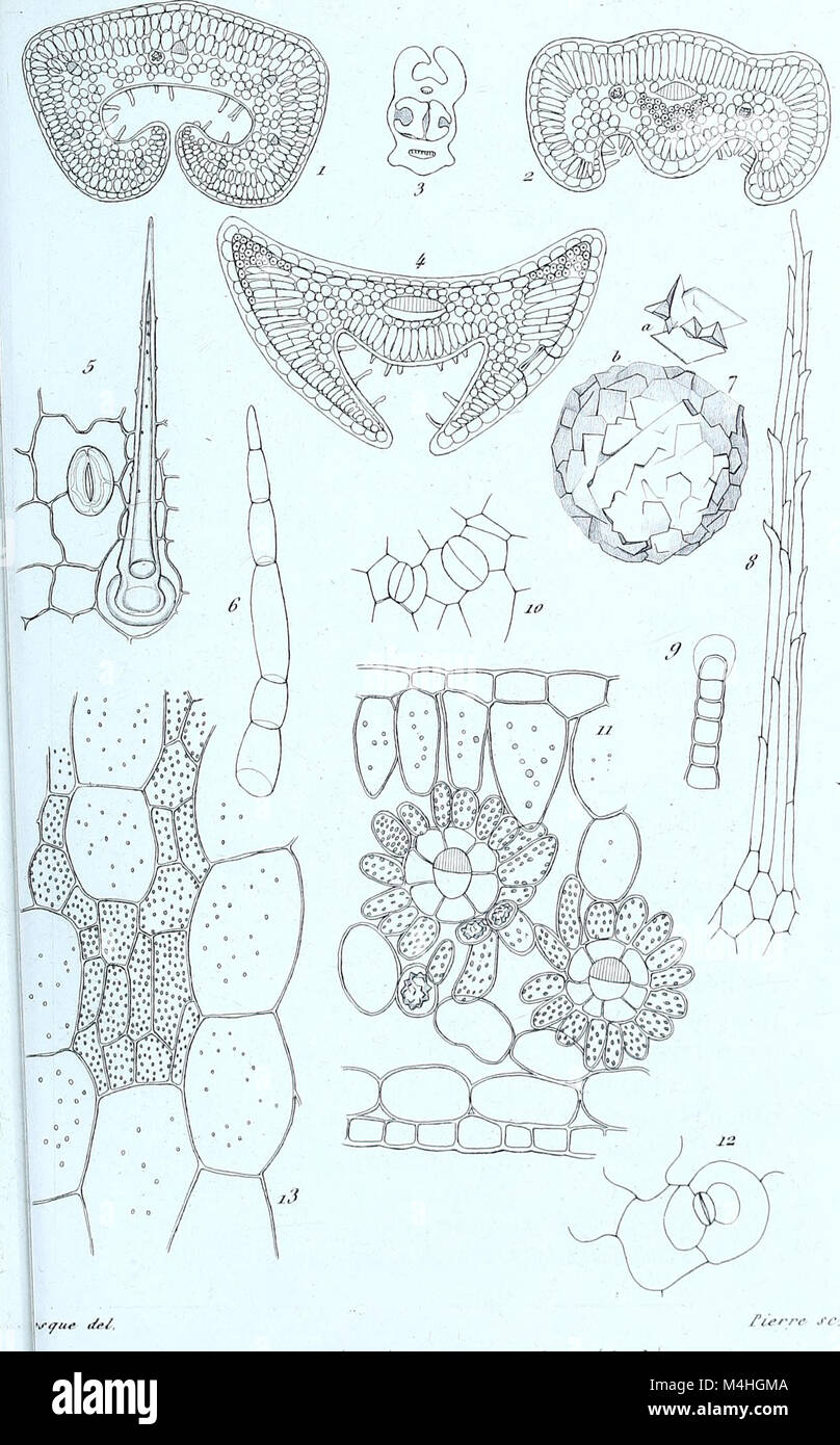 The 1883 'Annales des Sciences Naturelles Botaniques' features ...