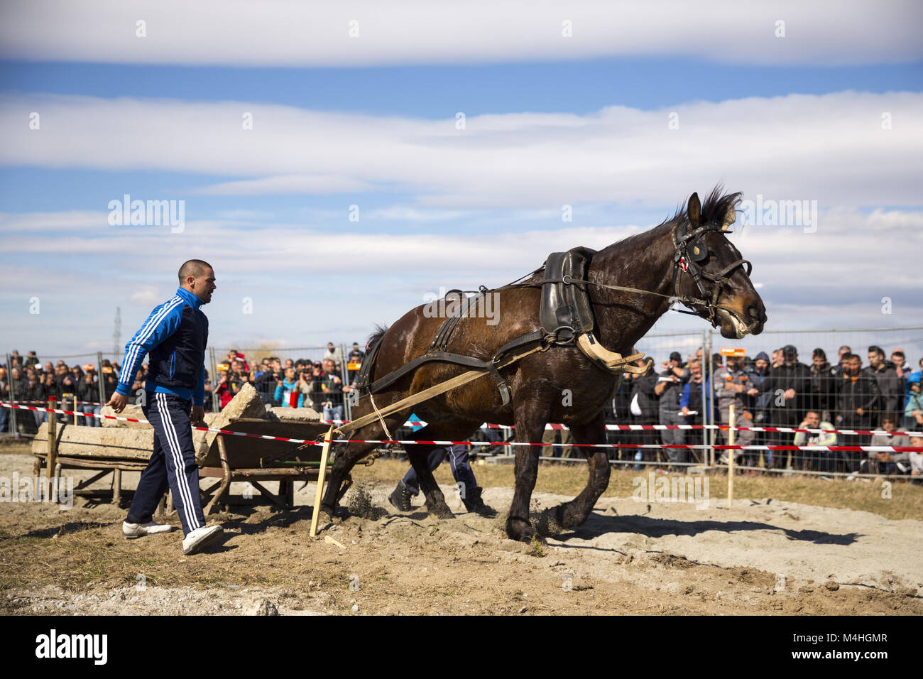 Horse heavy pull tournament Stock Photo - Alamy