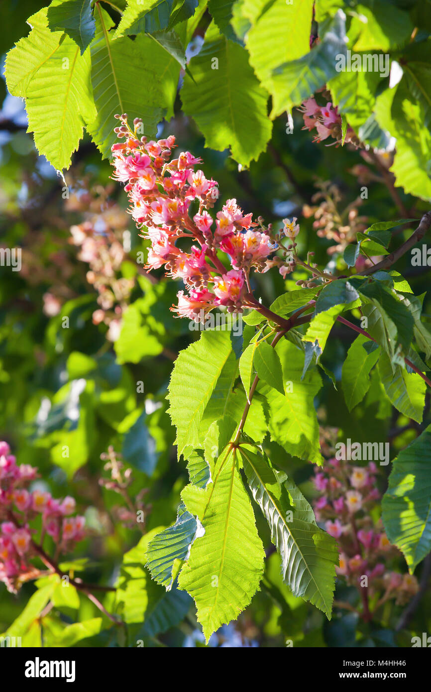 Chestnut shape symbol hi-res stock photography and images - Alamy