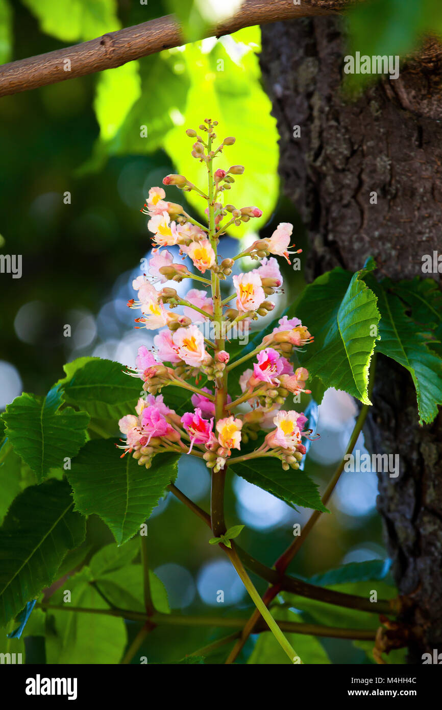 Chestnut shape symbol hi-res stock photography and images - Alamy