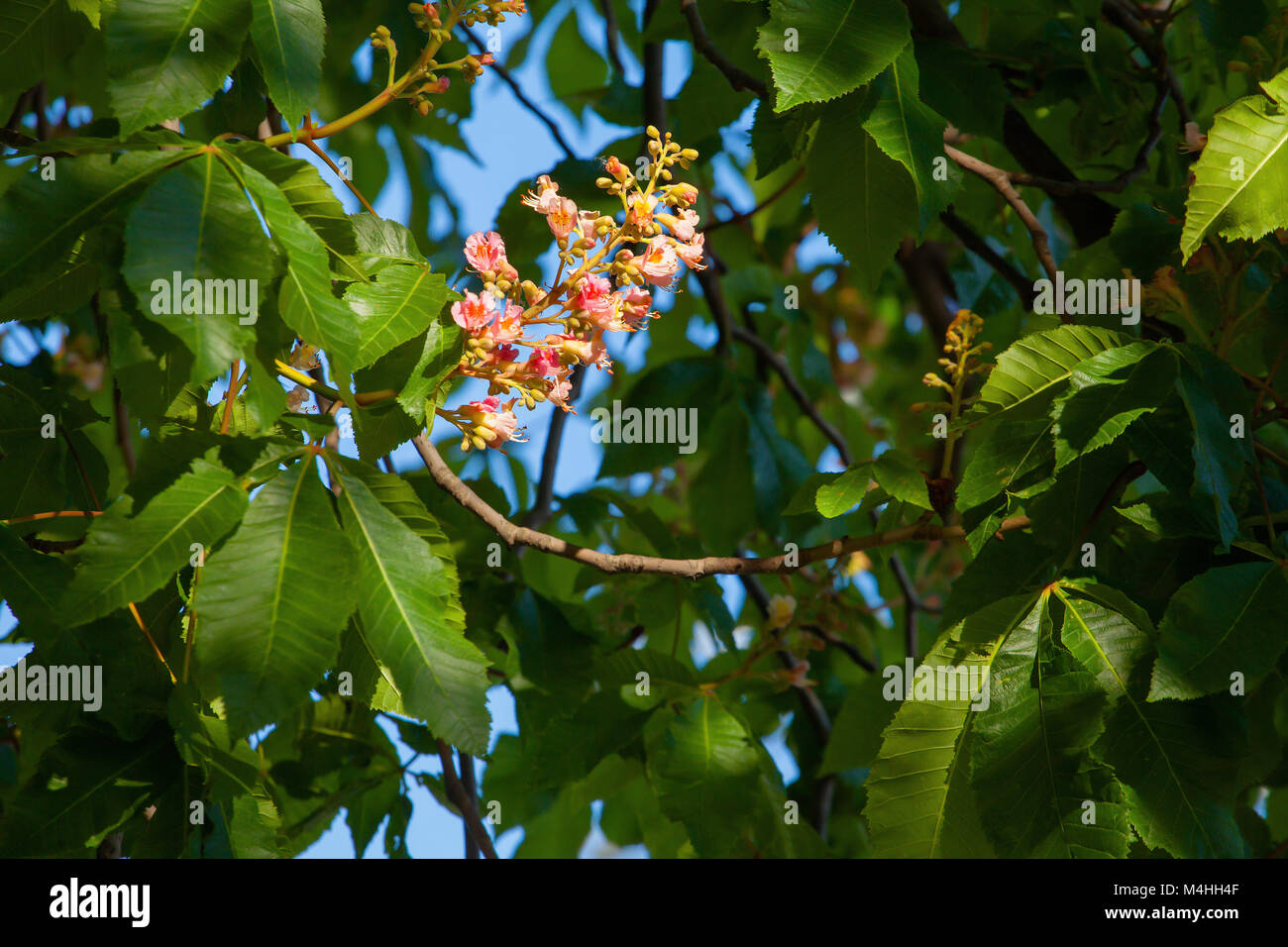 Red flower chestnut tree on a green branch of aesculus tree Stock Photo ...