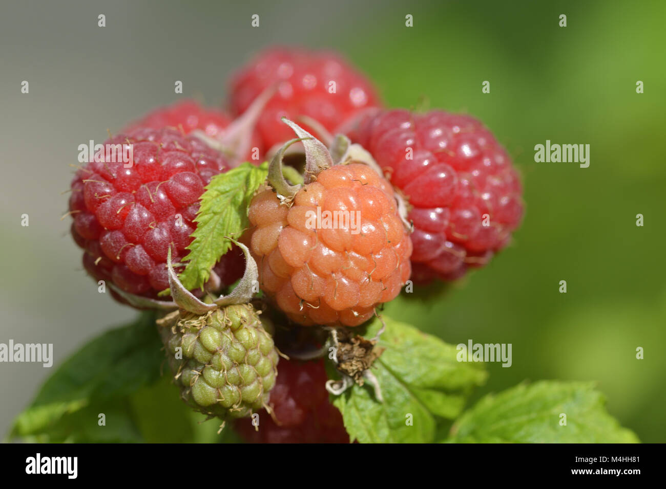 Fresh red raspberry Stock Photo - Alamy