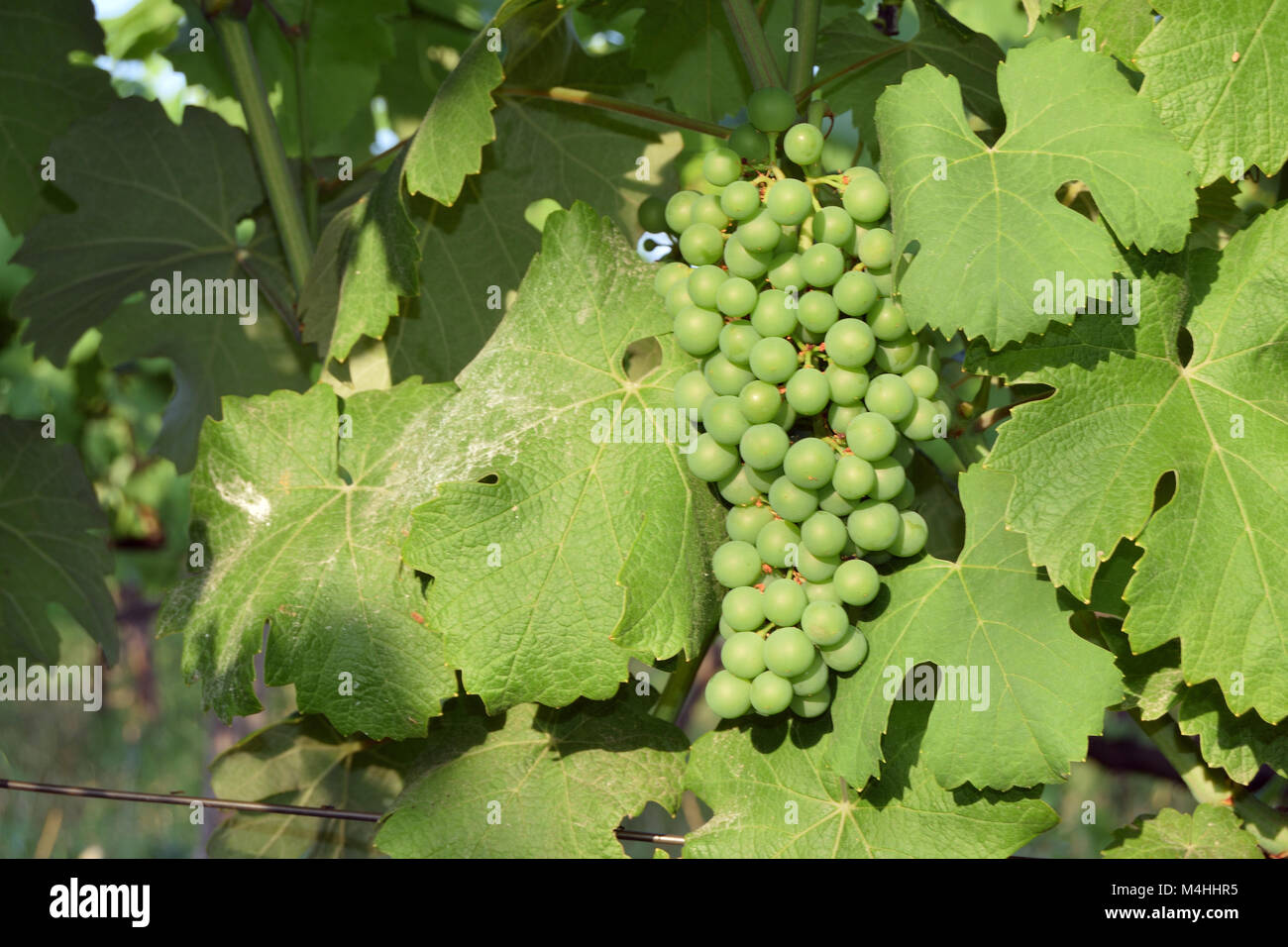 Close up of grape unripe on the plant Stock Photo - Alamy
