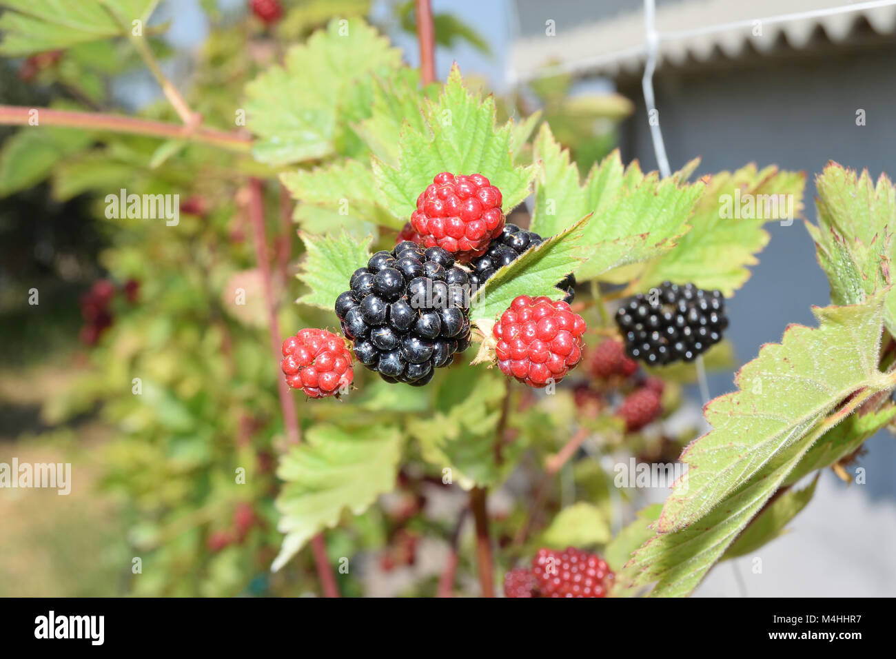 blackberries not yet ripe on the plant Stock Photo - Alamy