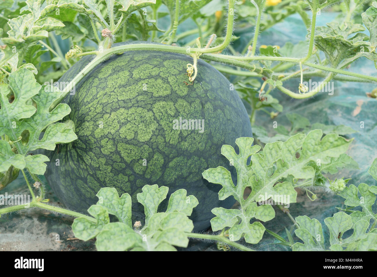 Plant on the water hi-res stock photography and images - Alamy