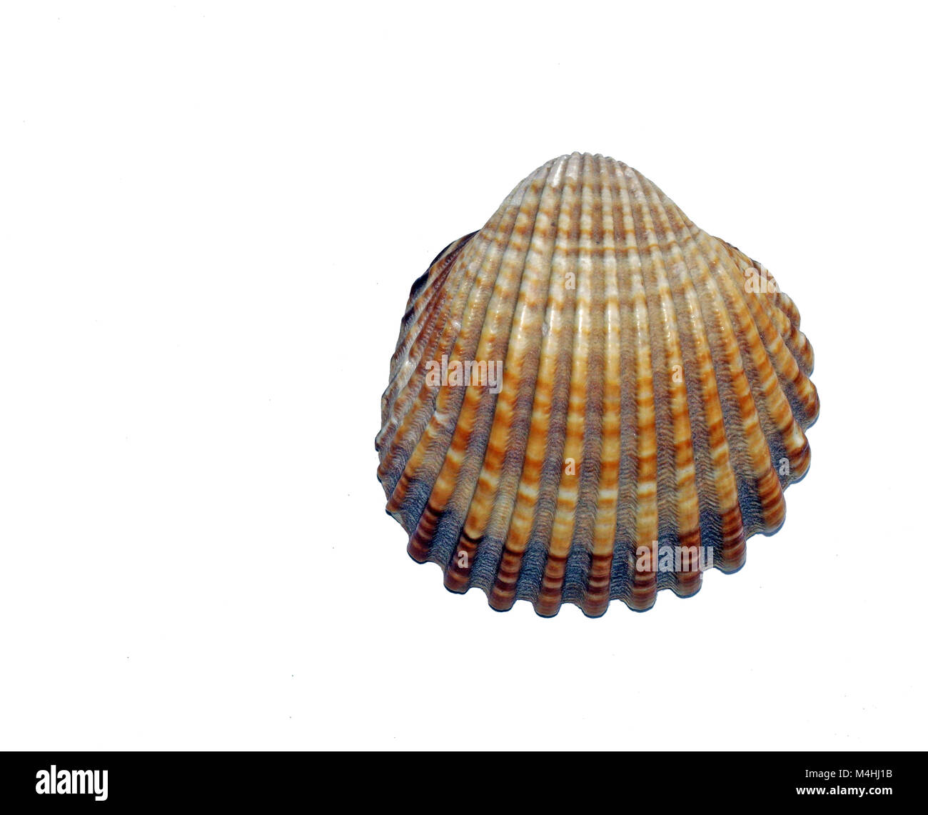 Shell valves hi-res stock photography and images - Alamy