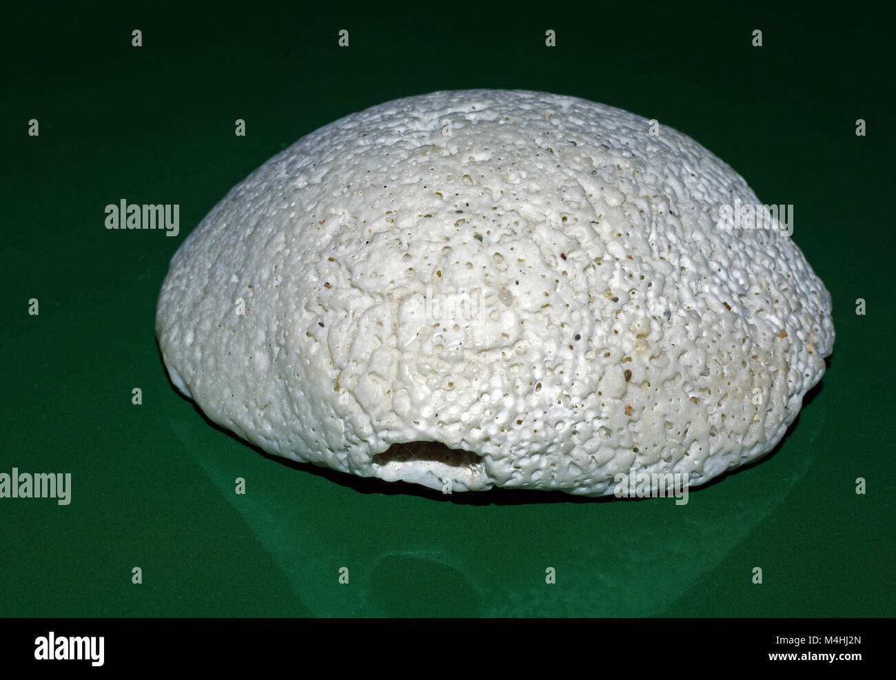 Shell valves hi-res stock photography and images - Alamy