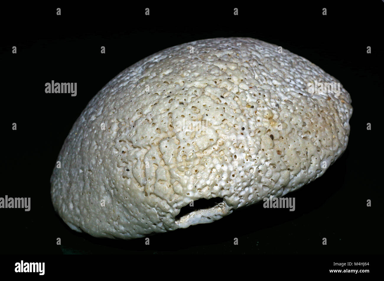 Shell valves hi-res stock photography and images - Alamy