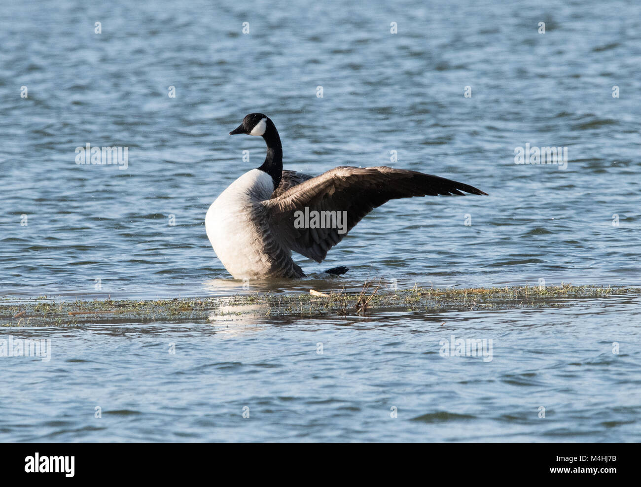 Canada goose stretching hi-res stock photography and images - Alamy