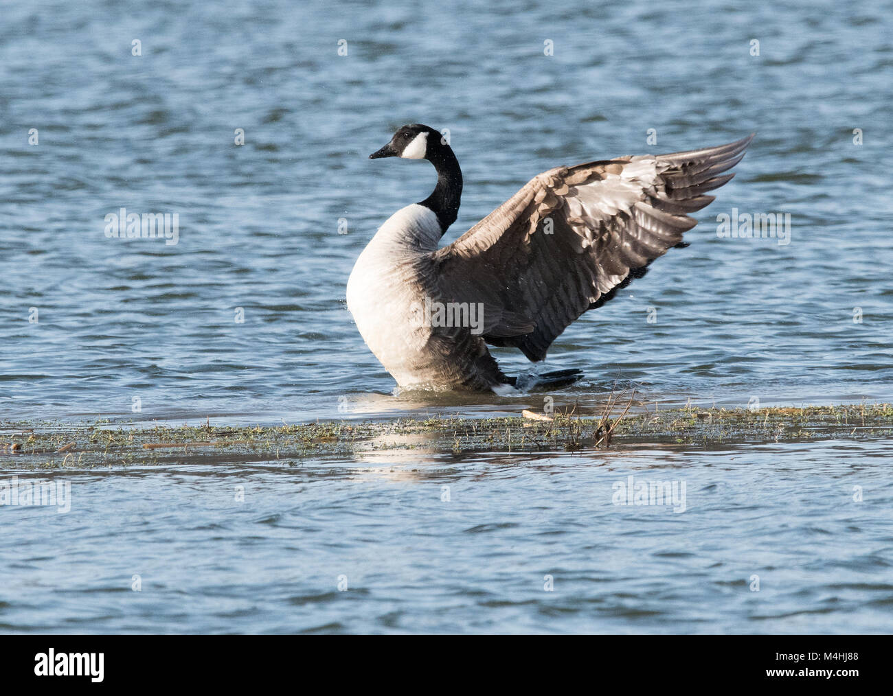 Canada goose stretching hi-res stock photography and images - Alamy