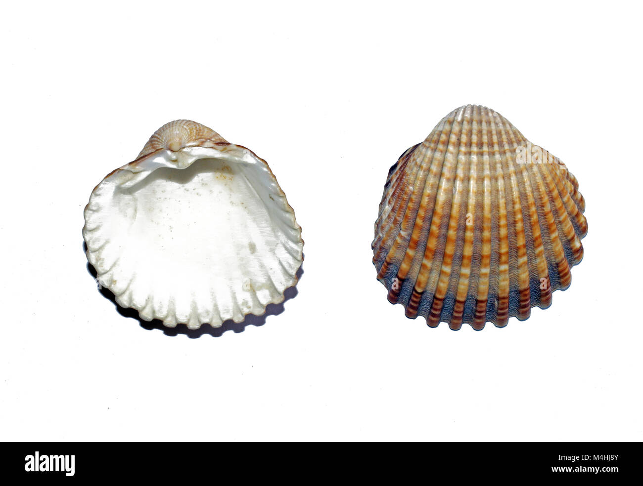 Shell valves hi-res stock photography and images - Alamy