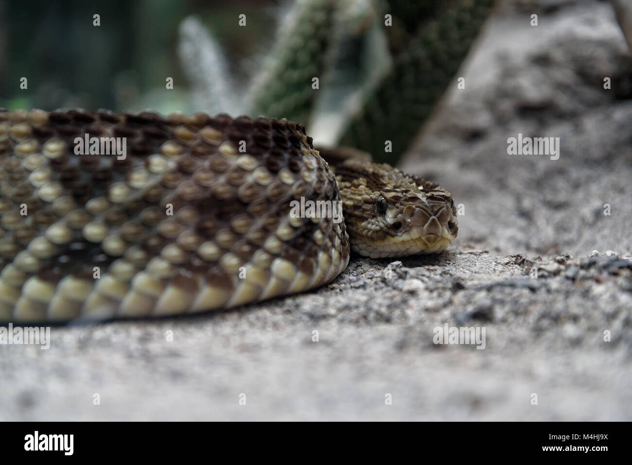 Bushmaster snake hi-res stock photography and images - Alamy