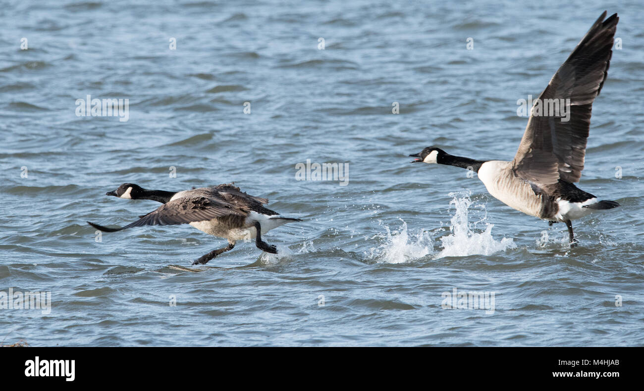 Close up canada geese flying hi-res stock photography and images - Alamy