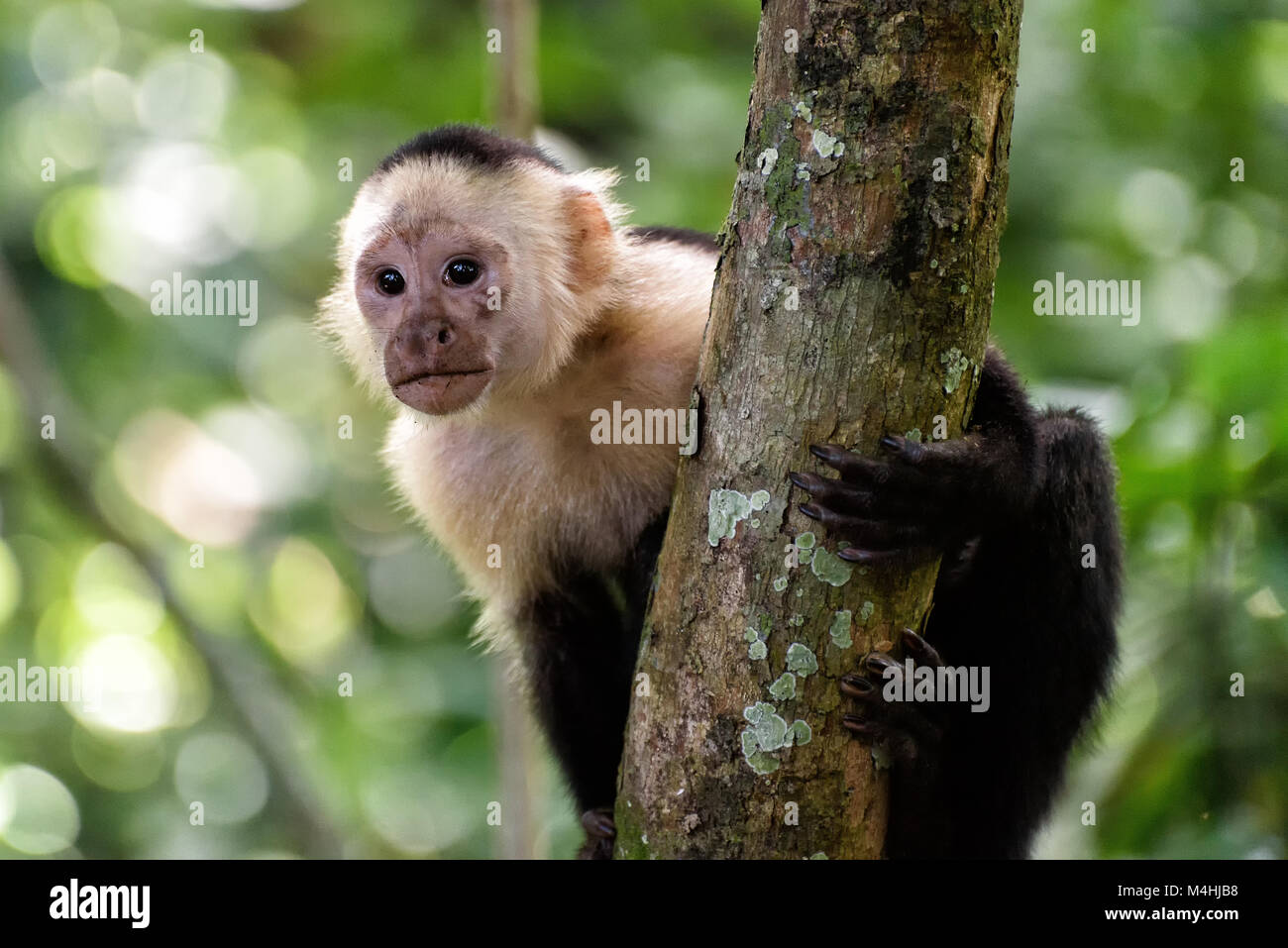 Rainforest monitoring hi-res stock photography and images - Alamy