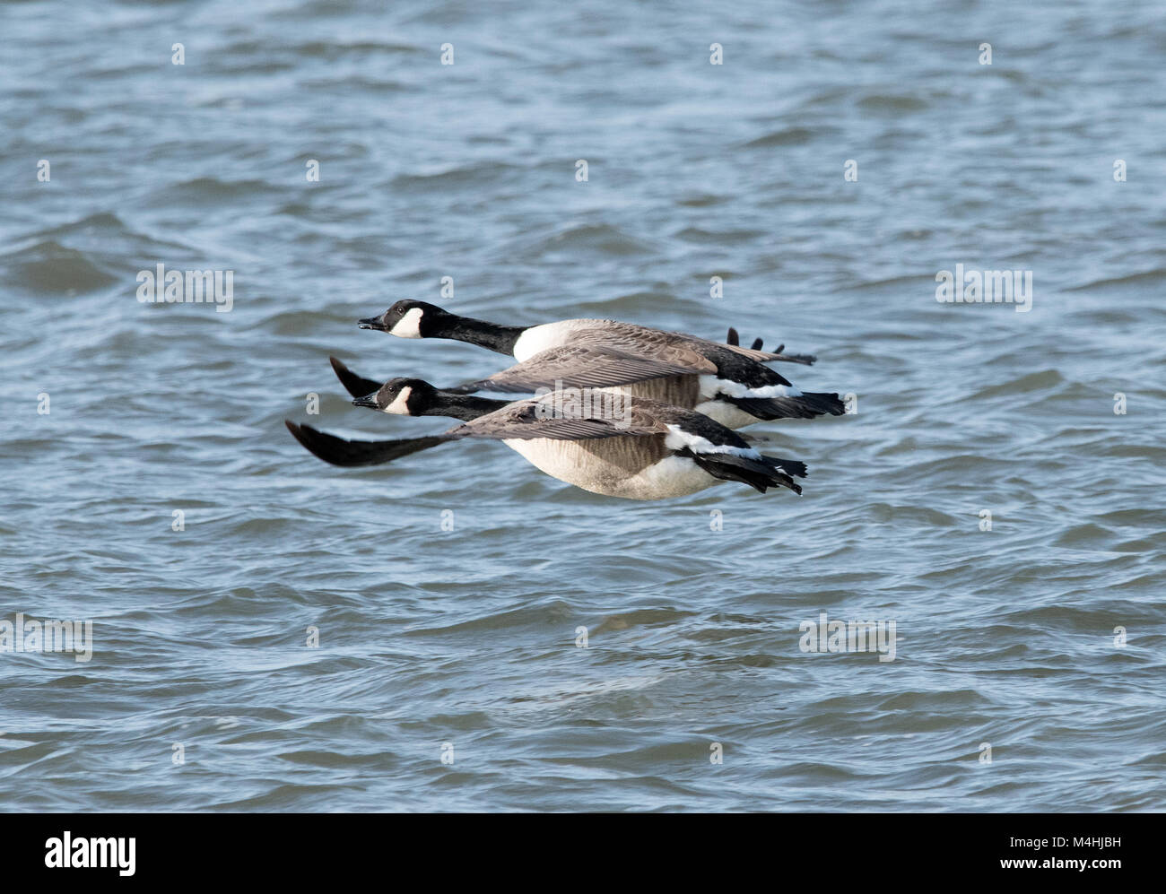 Close up canada geese flying hi-res stock photography and images - Alamy